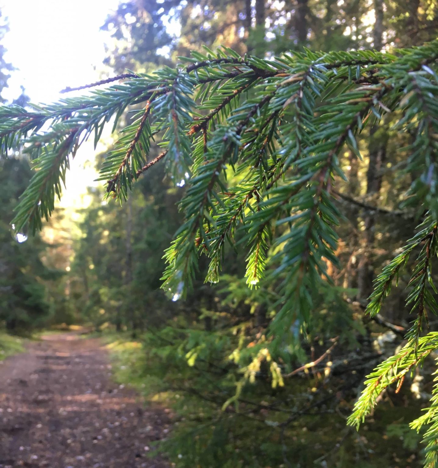 Metsä on vastapainoa ruutumaailman infotulvalle - aivot lepäävät kuin ...