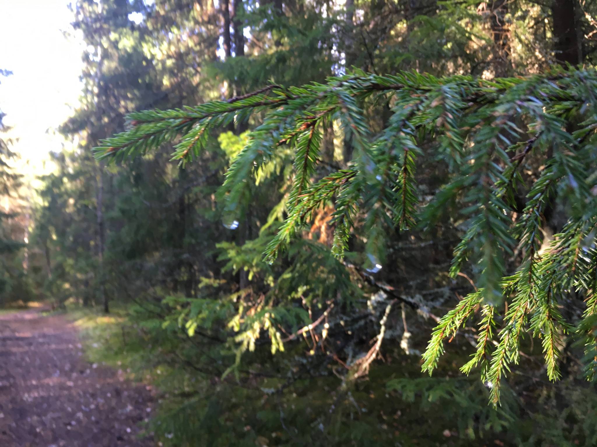 Metsä on vastapainoa ruutumaailman infotulvalle - aivot lepäävät kuin ...